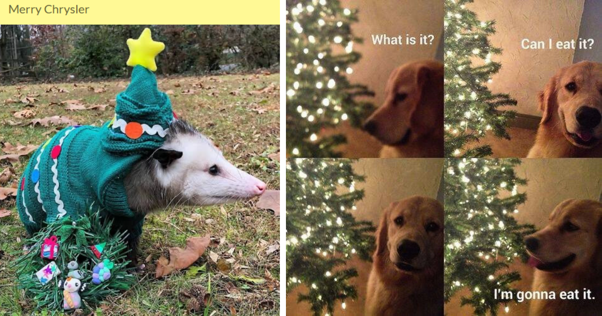 26 Cheery Christmas Animal Memes Celebrating Fluffy Festivities With ...