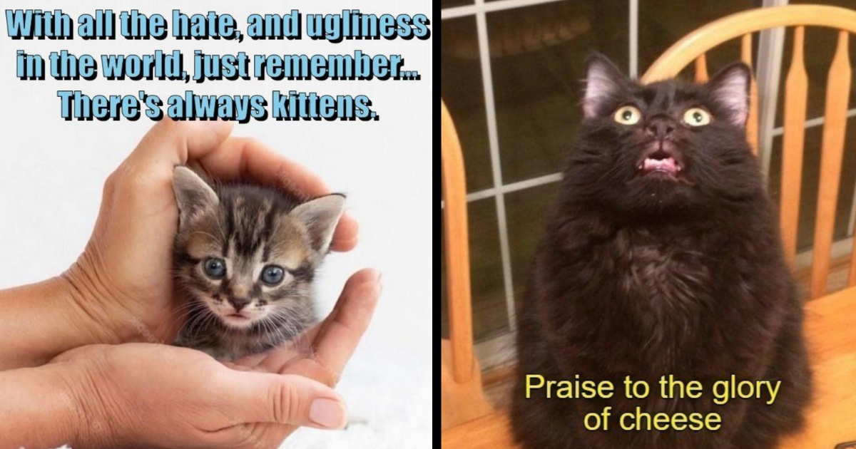 Top 50 Nostalgic Lolcats Memes of 2024 From the I Can Has Cheezburger ...