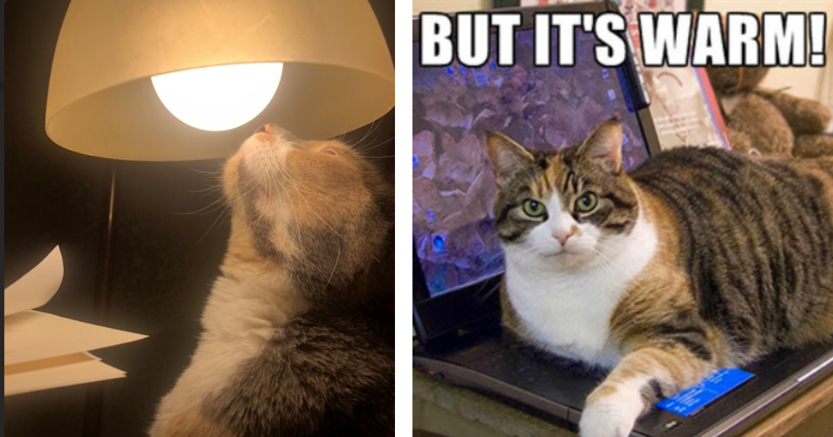 26 Funnies of Fluffy Felines Whisking Up Whimsical Whisker Warm-Ups - I ...