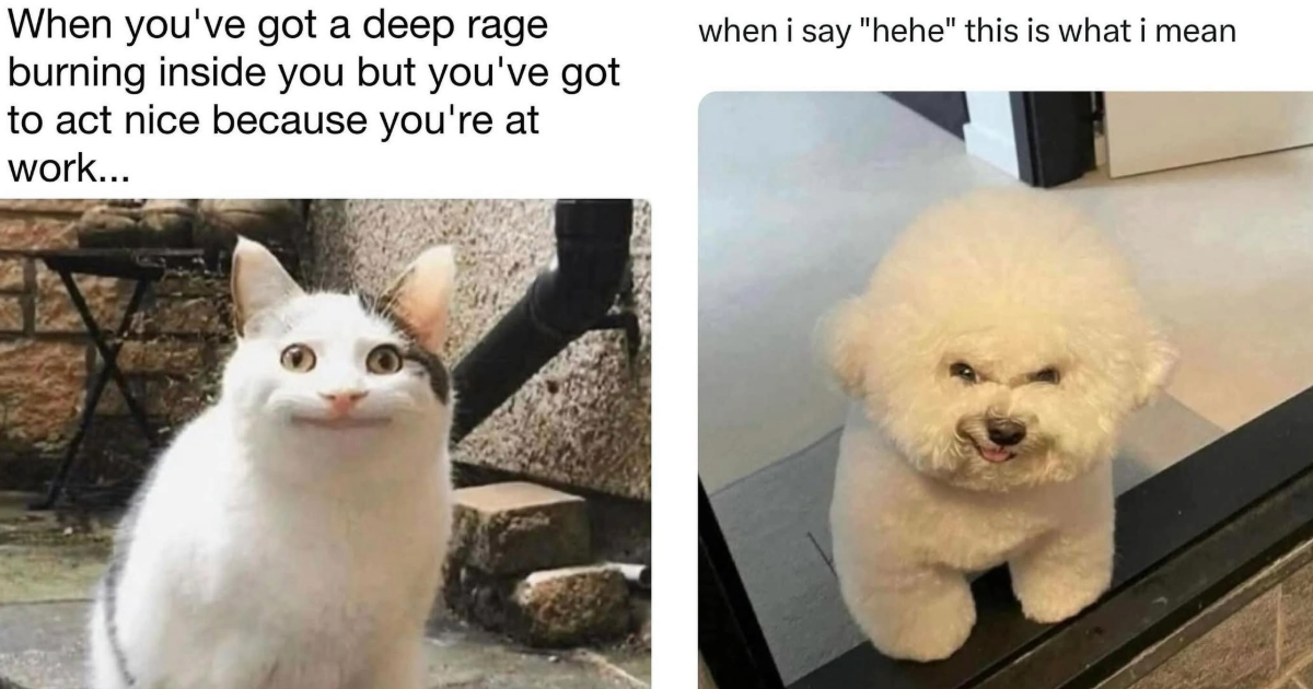 Tempestuous Teenage Turmoil: 22 Angsty Adolescent Animal Memes for ...