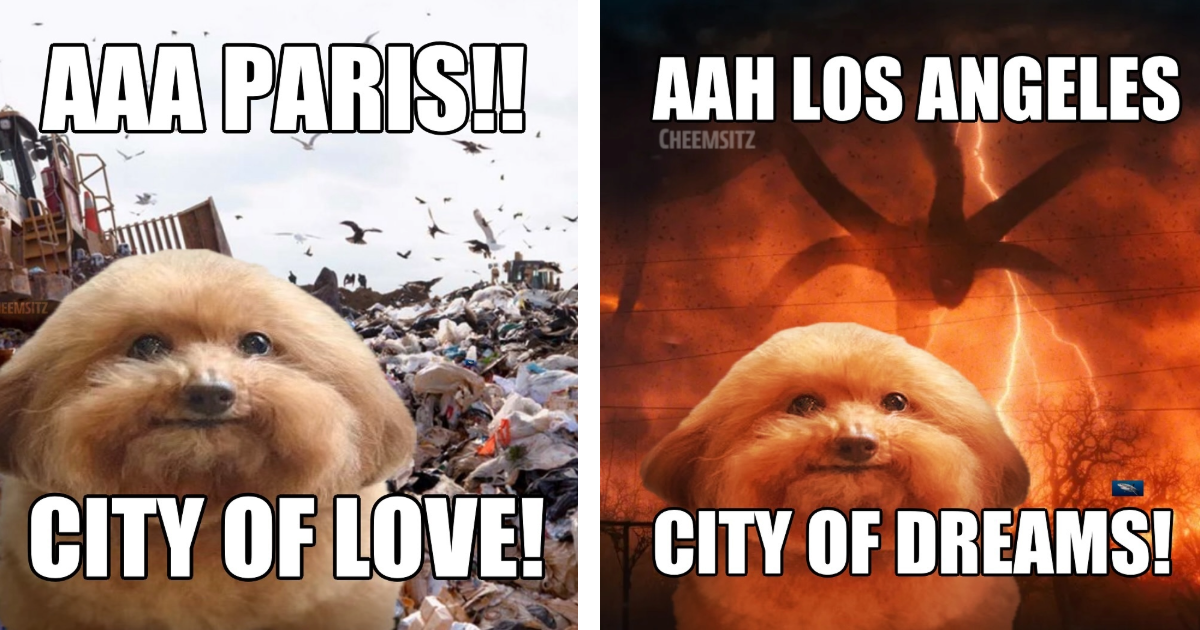 It’s a Hard Woof Life: 21 Howlarious Dog Memes Exposing the Unfortunate ...