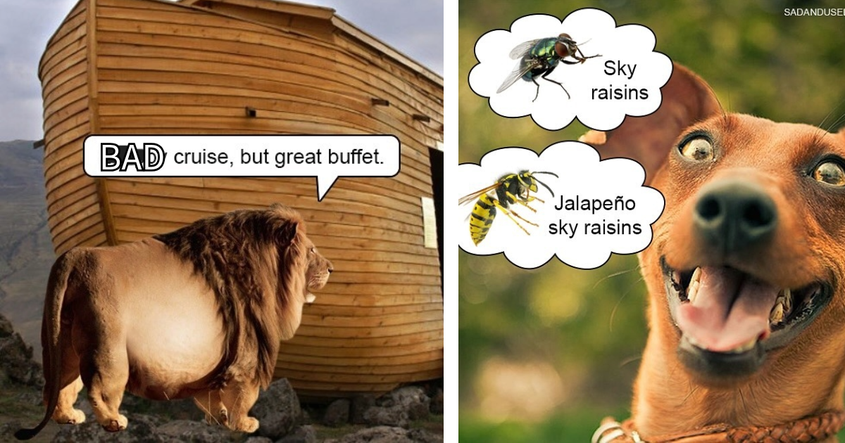 22 Straightforward, Simple Happiness-Making Animal Memes to Brighten ...