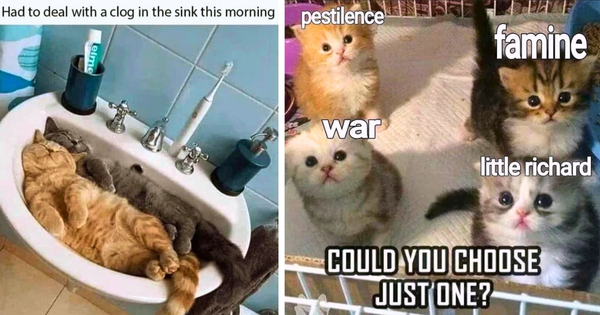 Recap of 2024's 50 Best Cat Memes: the Most Fluffy and Funny, the Most ...