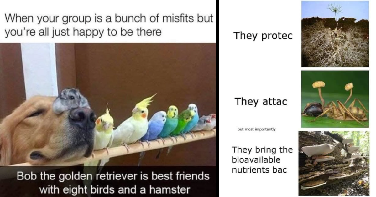 The Best Heartwarmingly Wholesome Memes and Posts of the Week (December ...