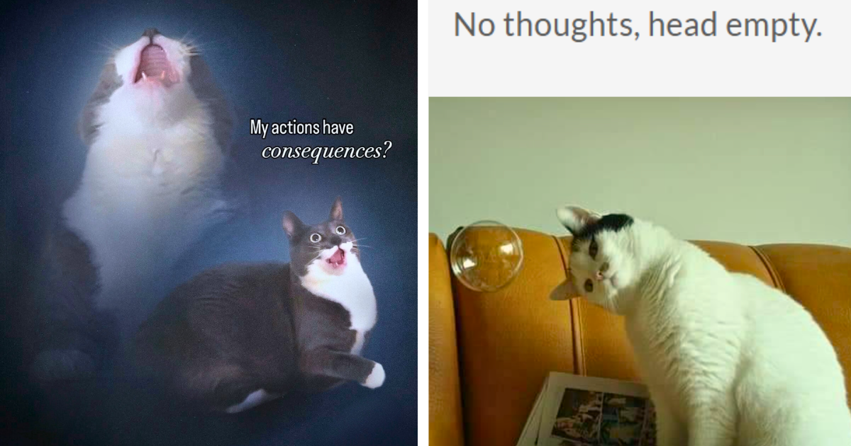 23 Super Silly Cat Memes Making Caturday the Favorite Day For Feline ...