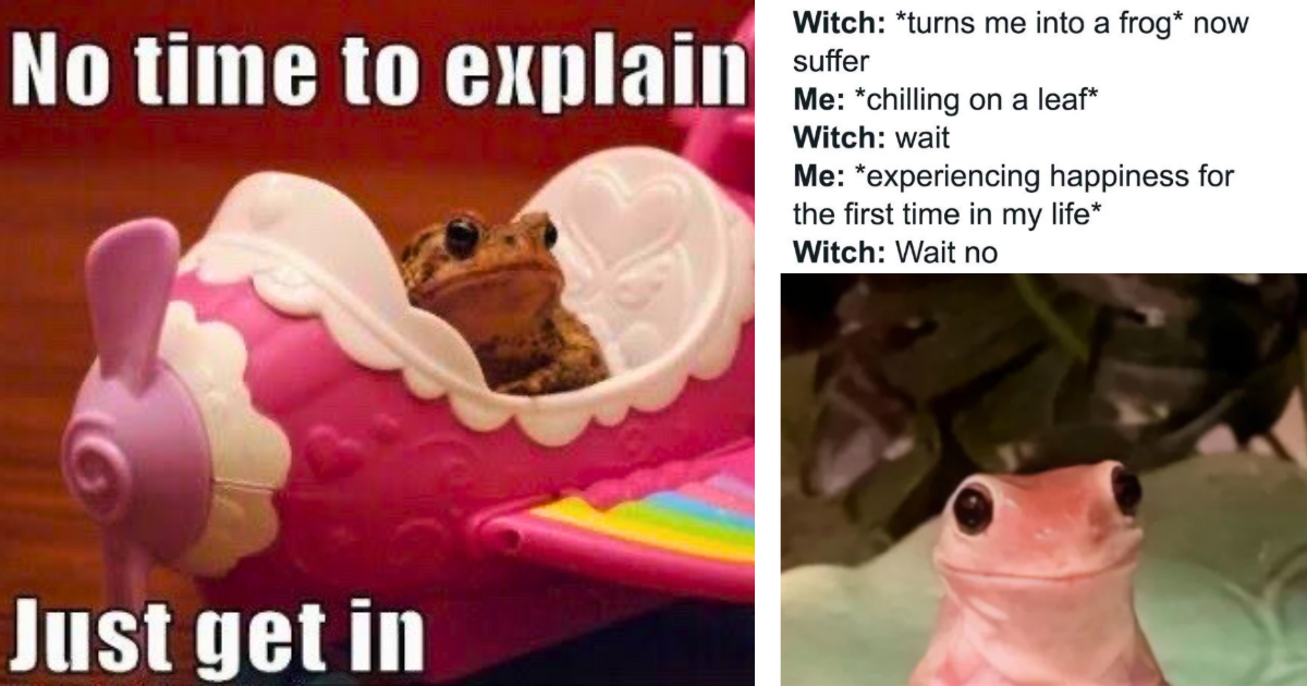 21 Faintly Familiar Frog Memes Frolicking Through Your Memory to Fetch ...