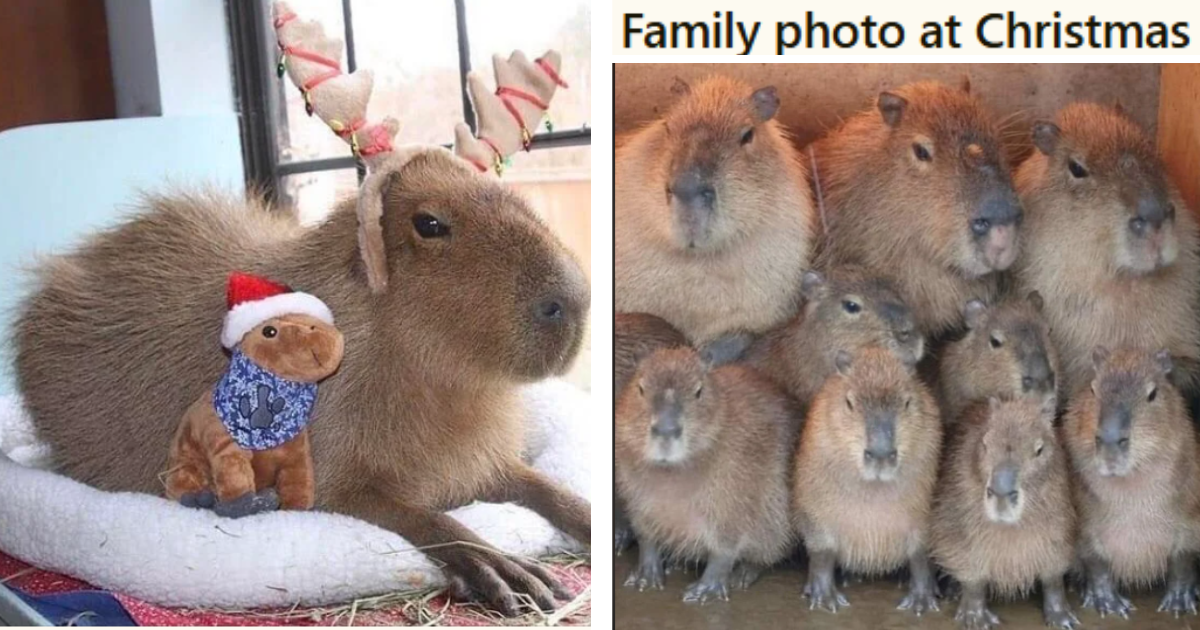 24 Cute Capybaras Caught On Camera Calling to Quit Cocooning and ...