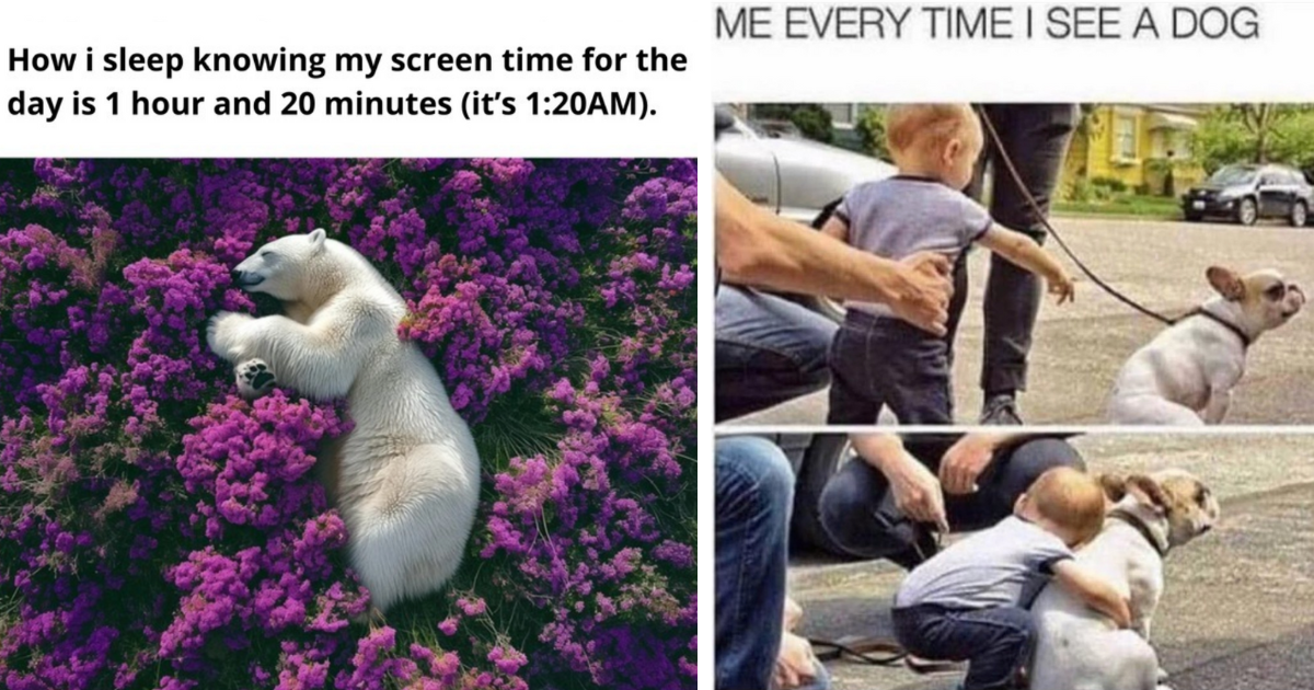 28 Adorable Animal Memes to Giggle Like the Grinch on the Night Before ...