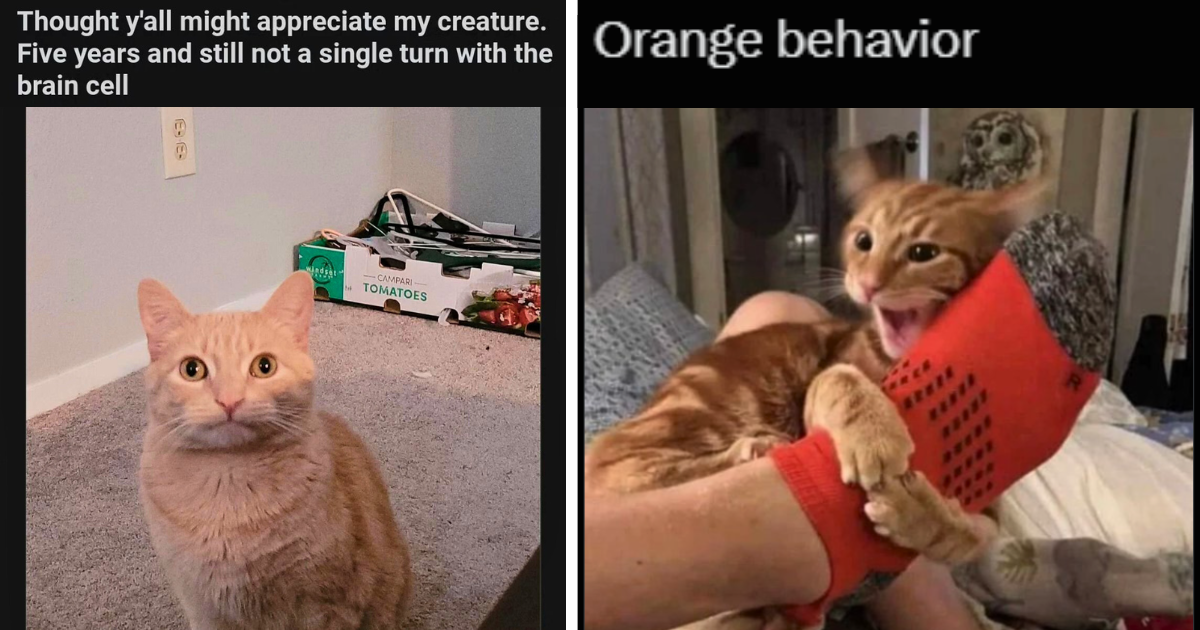 30+ Outstanding Orange Cat Posts and Memes That Tried to Take Over 2024 ...