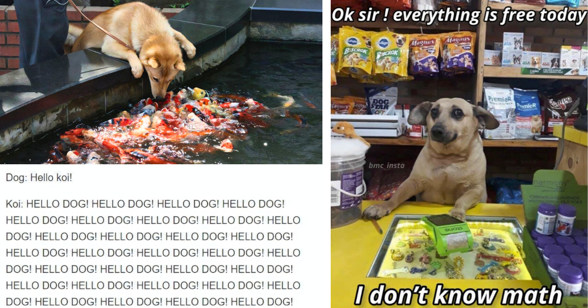 22 Delightful Doggo Memes Howling in Happiness to Snatch Your Attention ...