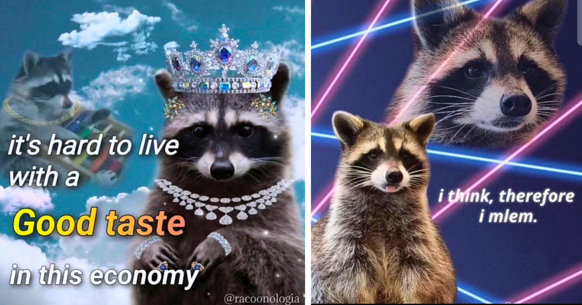 28 Ruckus Raccoon Memes Rampaging All Over Your Feed to Feed You Some ...