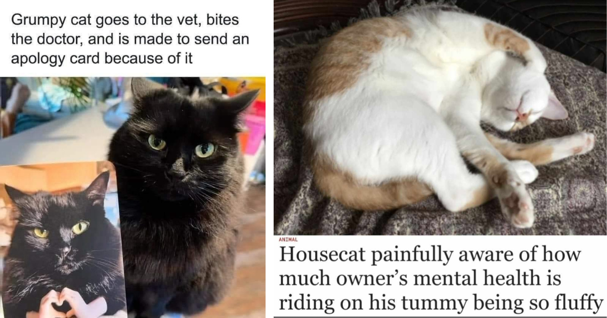 33 Chuckle-Worthy Cat Memes to Sprinkle Some Silly Sugar Onto Your ...