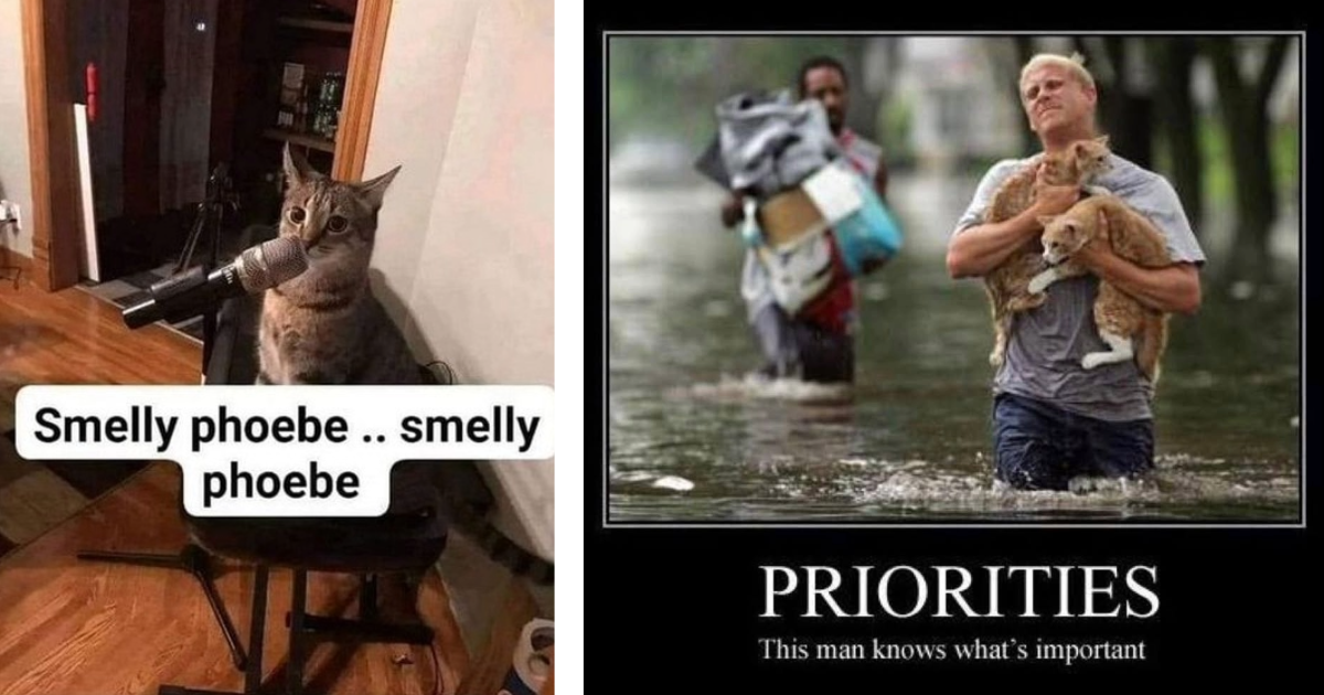 Wholesome Whiskery Winter Warmers: 23 Toe Bean-Tingling Cat Child Memes ...