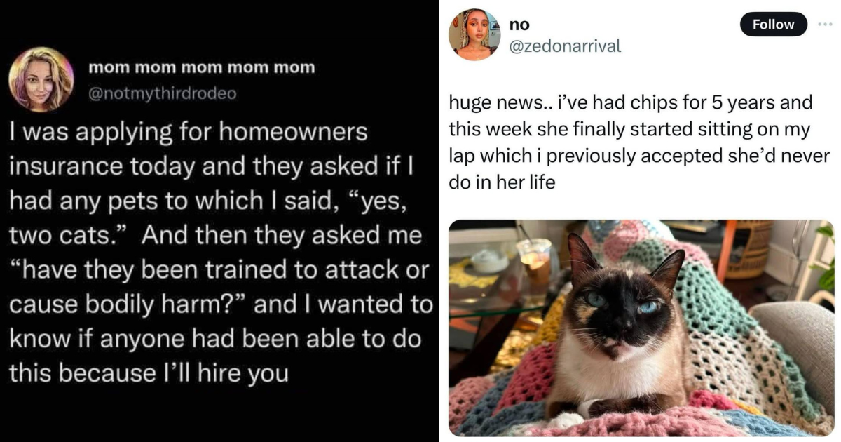 23 Happy Yappy Cat Pawrents Who Cannot Stop Posting About Their Cute ...