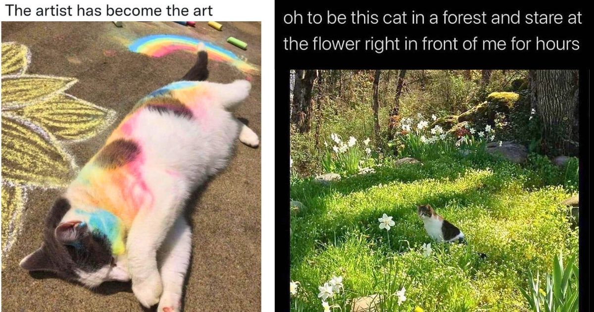 25 Cute Coo-Coo Cat Memes Curated For Feline Fanatic Fans Who Feel the ...