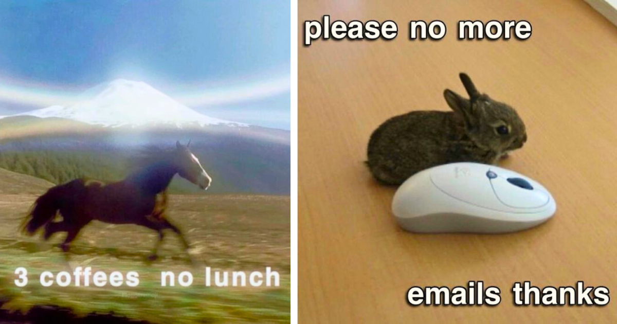 22 Precious Pets and Lively Livestock Mastering Meme Humor For Hoomans ...