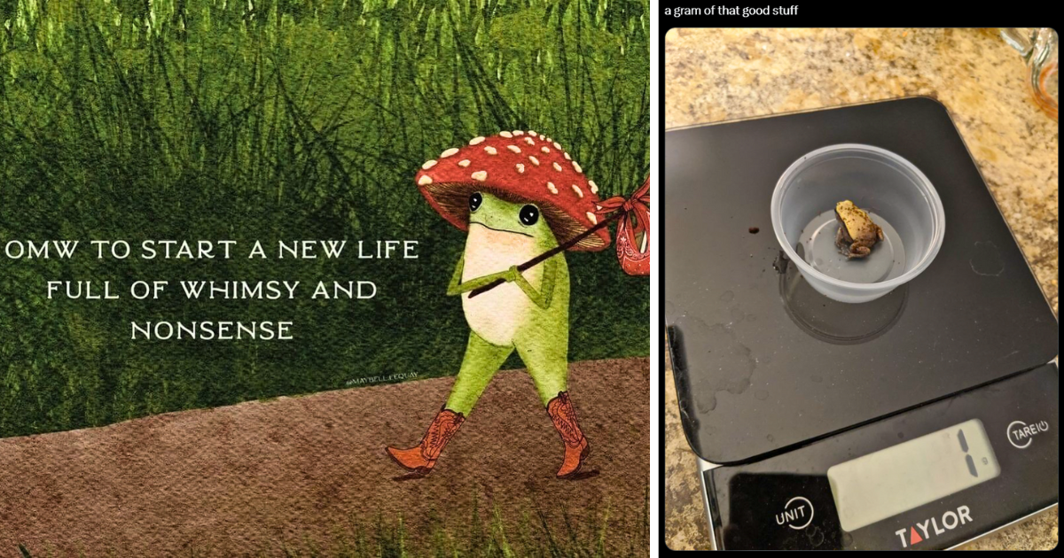 20 Friendly Frog Memes Fascinated With Wholesome Human Humor While They ...