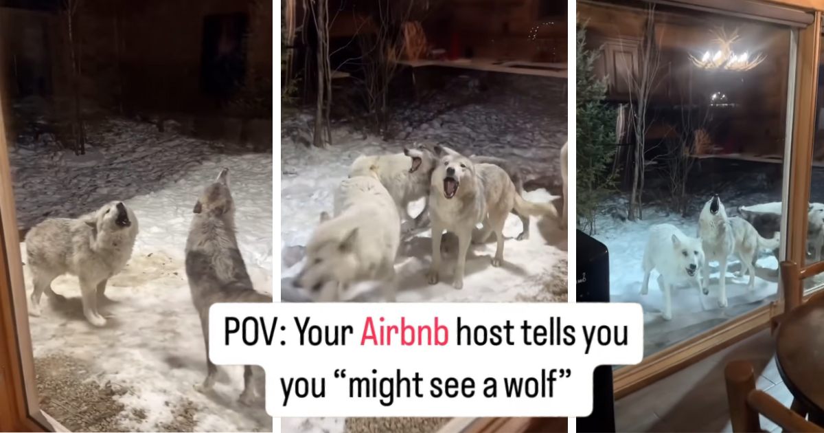 Unsuspecting AirBnb Guest Wakes Up to Pack of Wild Wolves Howling ...