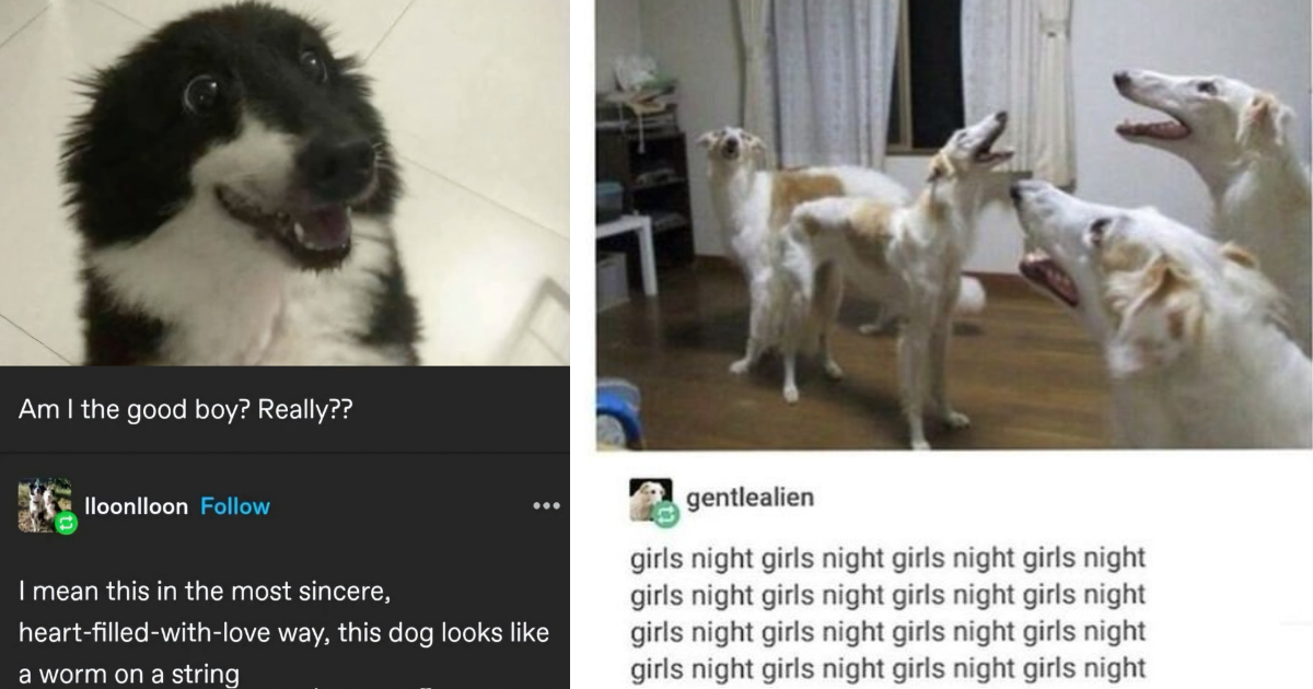 24 Doofus Dog Memes Borking Howls of Happiness and Dash Straight Into ...