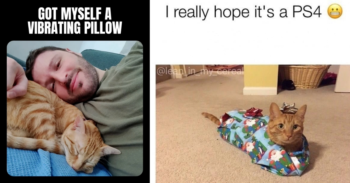 Wearable Winter Wonders: 30 Cute Cat Memes You'd Happily Have Wrapped ...
