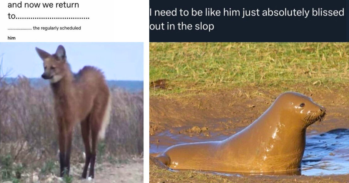 World Wild Web: 22 Wild Animal Memes For Turning Your Wednesday Feral ...