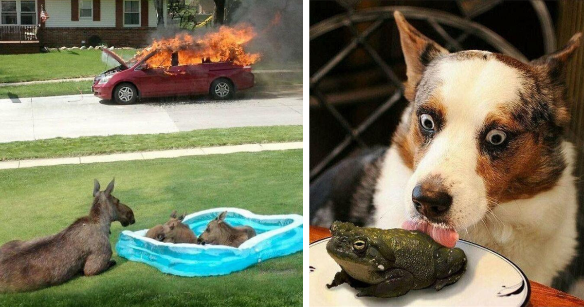 30+ Laugh-Out-Loud Animal Pics to Share With Your Pack Because Families ...