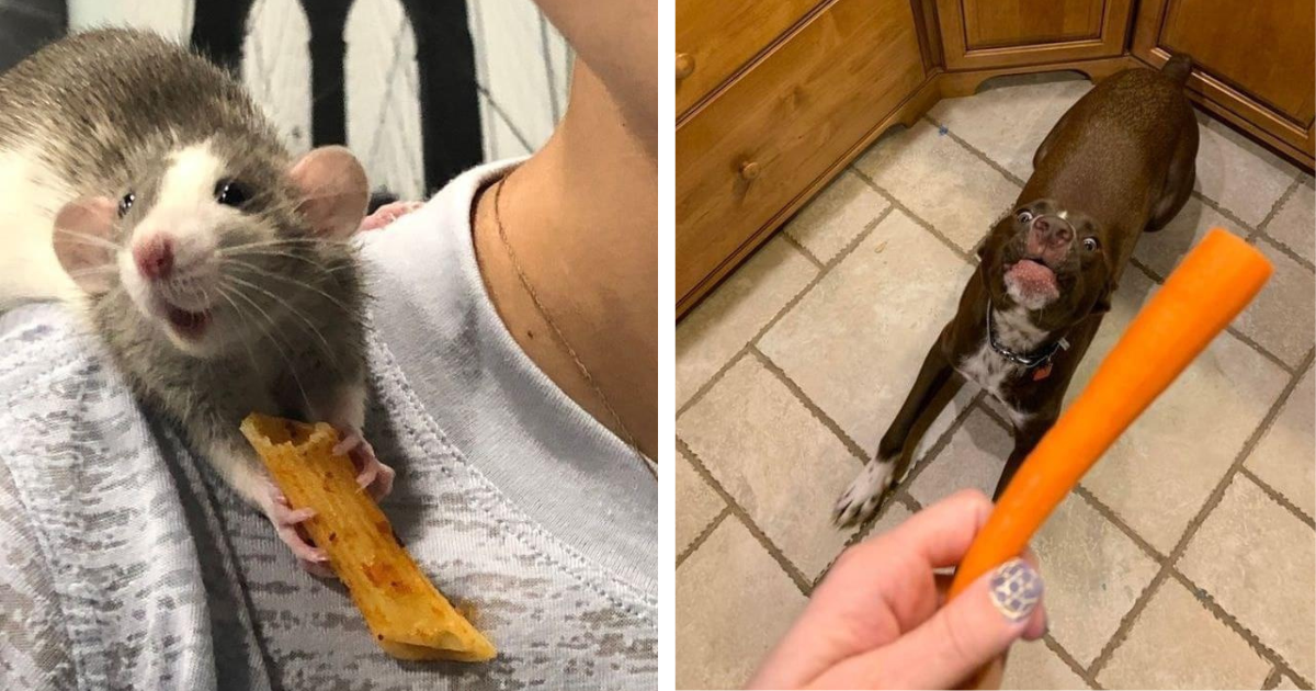 27 Pawsitive Pictures of Perfectly Wholesome Pets Who Were Very Good ...