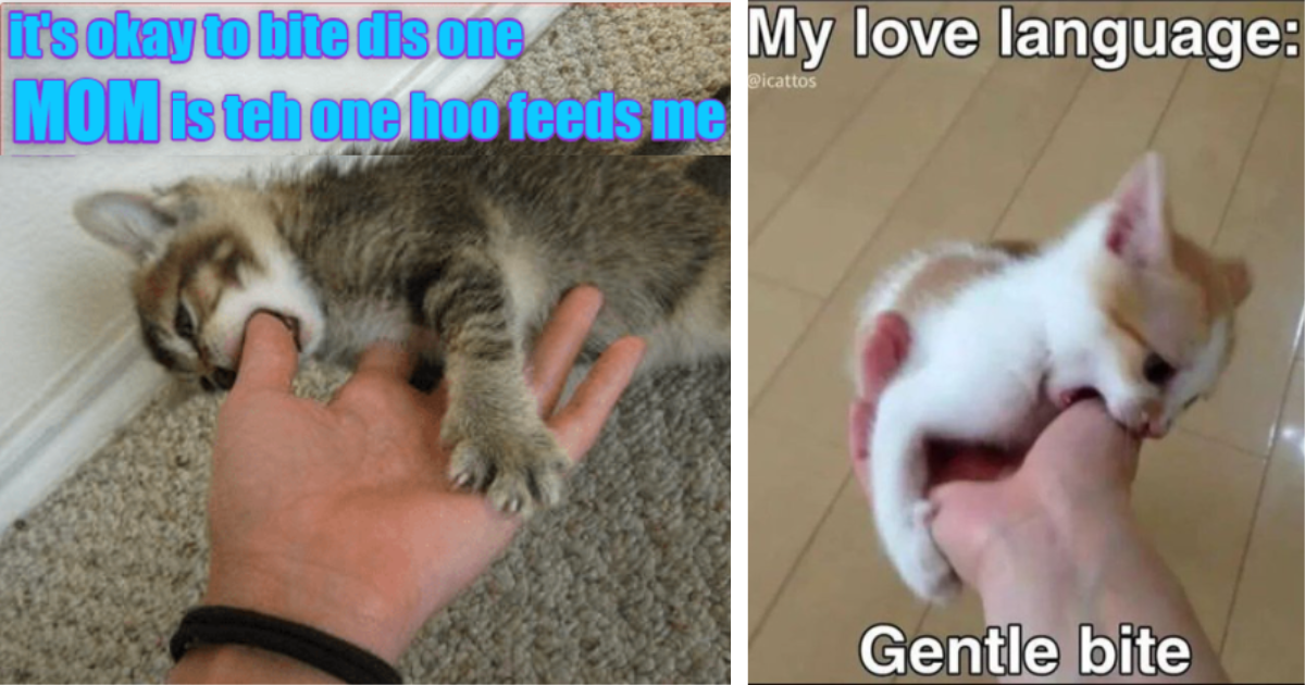 27 Teethy Takes of Fluffy Felines Furrociously Flashing Fangs and Feeling Funky - I Can Has ...