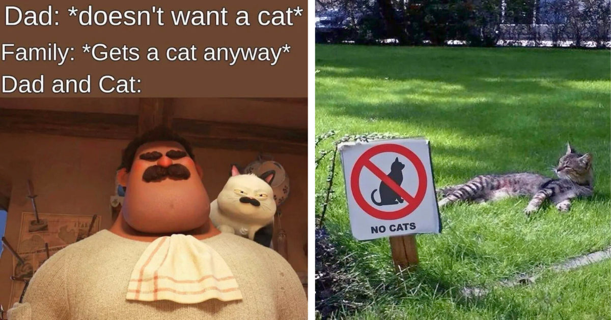 25 Furiday Funny Fluffy Feline Memes Meowing Loud for Laughs and ...