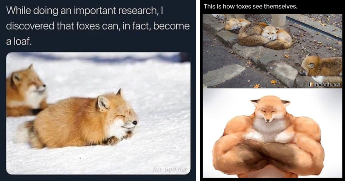 21 Foxy Fox Memes Fulfilling Their Goal of Being the Secret GOAT of ...