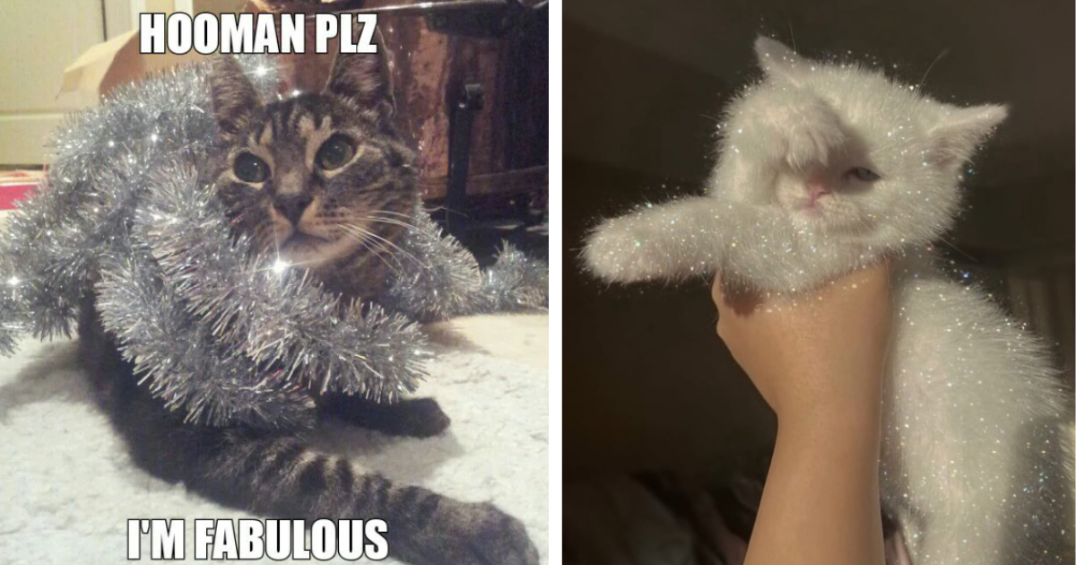 25 Fun Photos Full of Felines and Furry Lights for Festive Feeling - I ...