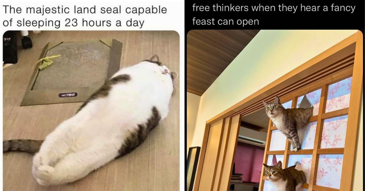 Caturday Cat Comedy in the Form of 22 Funny Feline Memes Fetching Fur Balls of Blissful Laughs ...