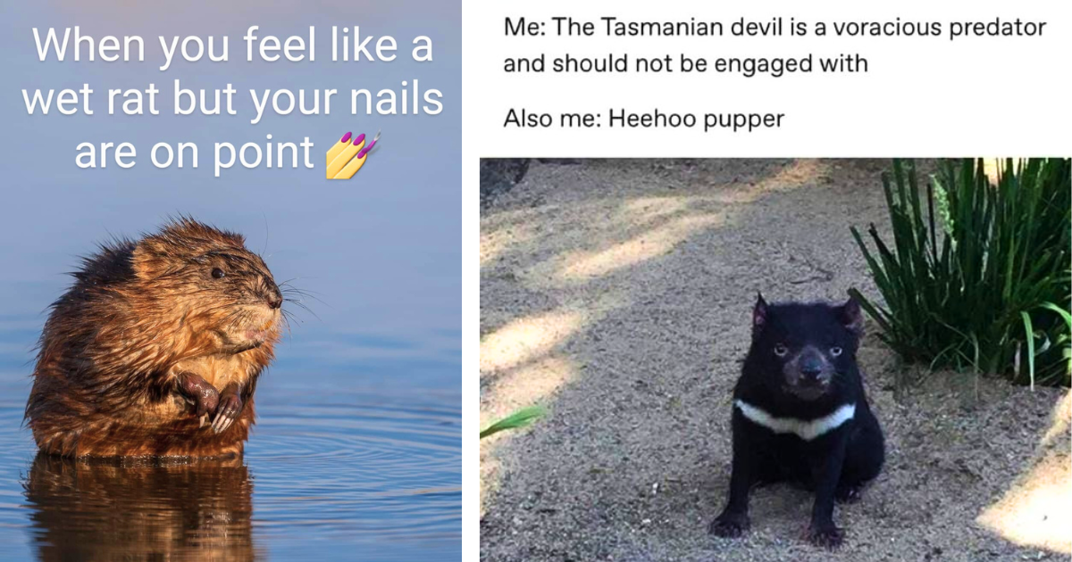26 Relatable Random Animal Memes Making the Rounds Passing Around ...