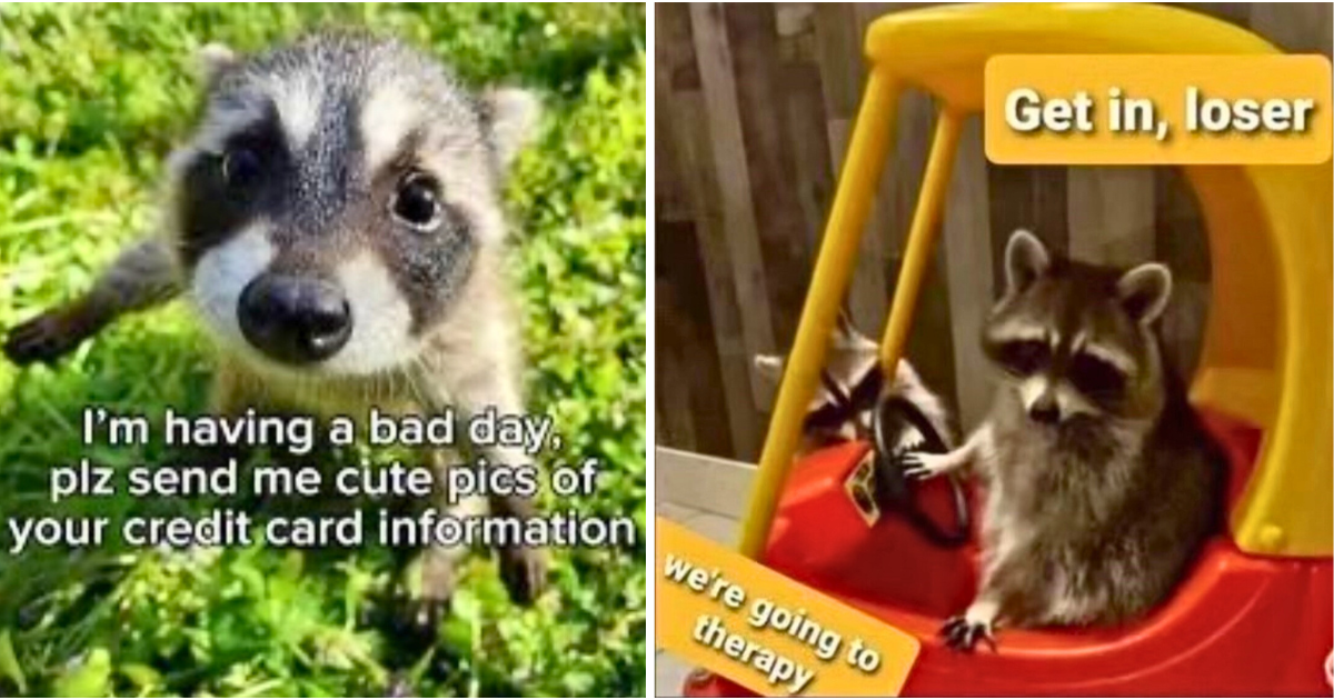 26 Rambunctious Raccoon Memes Running Around You So You'll Hear Them Go ...