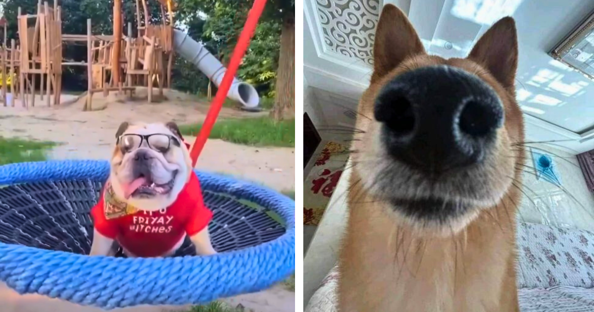 24 Funny Fluffy Doggos Fetching Silly Smiles For a Monday Mood Boost ...