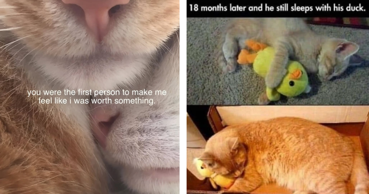 26 Cuddly Cat Memes for Hoomans Who Hate Eggnog But Want That Warm ...