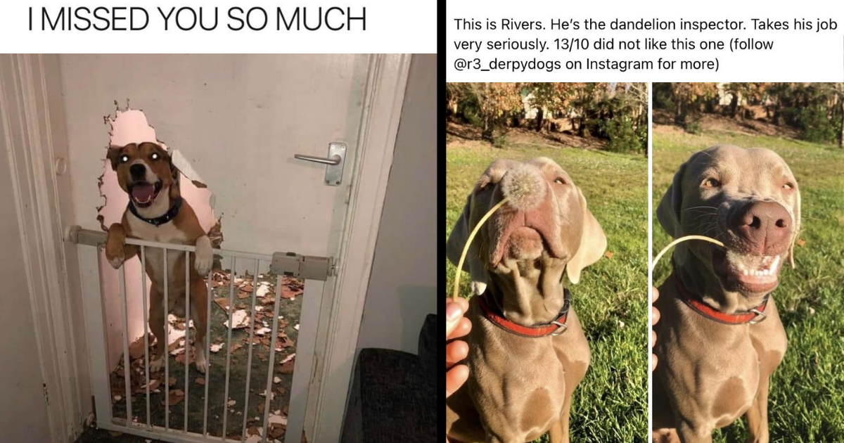 Doggy Daycare for Memes of Marvelous Mutts: 32 Wholesome Canines ...