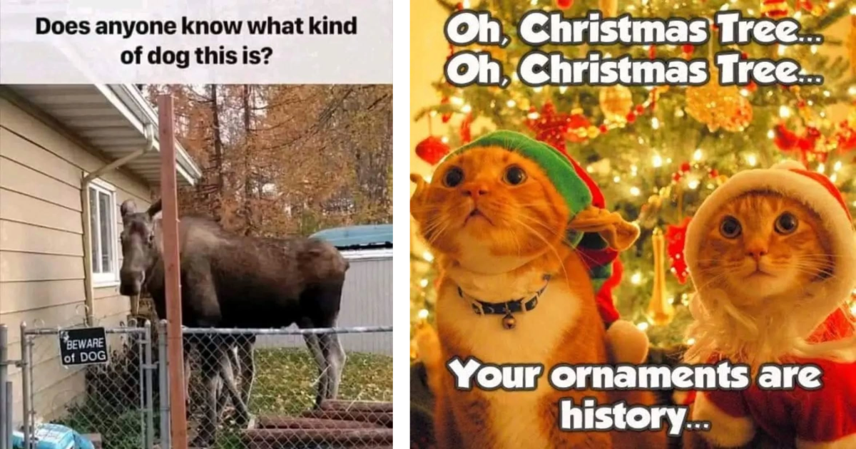 24 Relaxing Animal Memes to Help You Recover from a Particularly ...