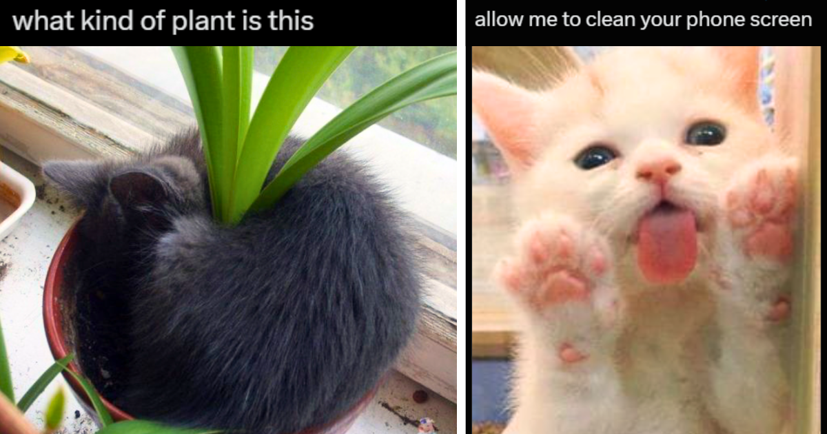 26 Cute Cat Memes Calculating the Exact Amount of Funny Any Fluffy ...
