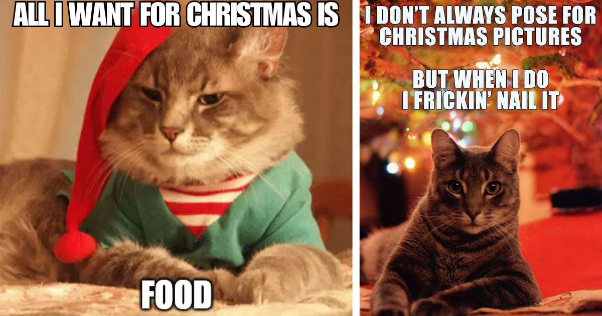23 Pawsitively Merry Cat Memes for Feline Families to Leave Out For ...