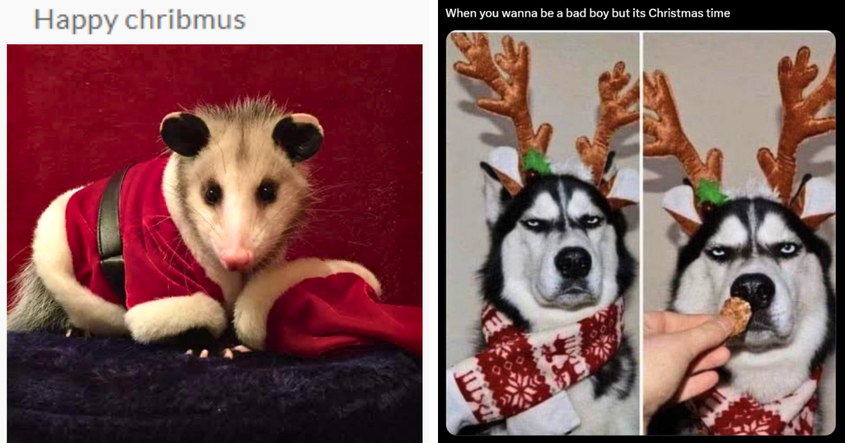 Almost 30 Animal Memes Who Celebrate Christmas With Cheery Woofs and ...