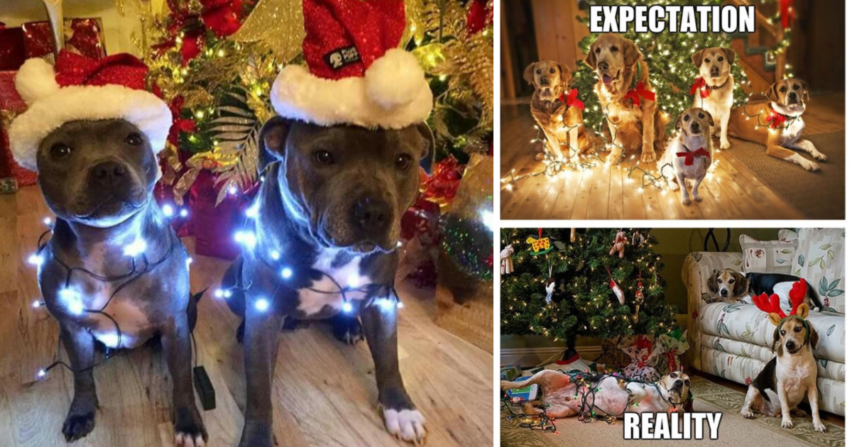 25 Cute Canines Captured in Christmas Light Chaos - Animal Comedy ...