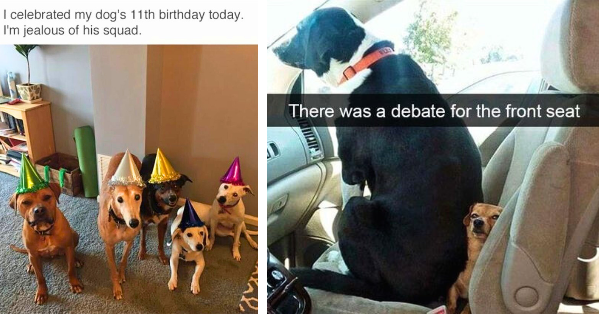 21 of the Best Borking Memes for the Midweek Madness Every Dog ...