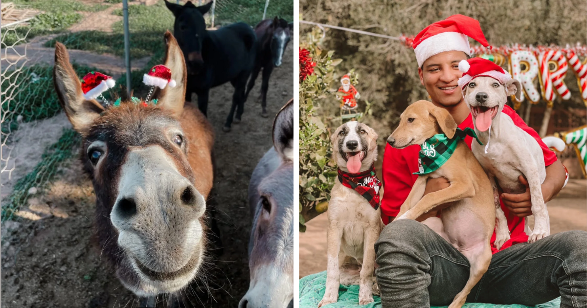 Festive Farm Friends Flaunt Cute Christmas Cheer in Fabulous Photoshoot ...