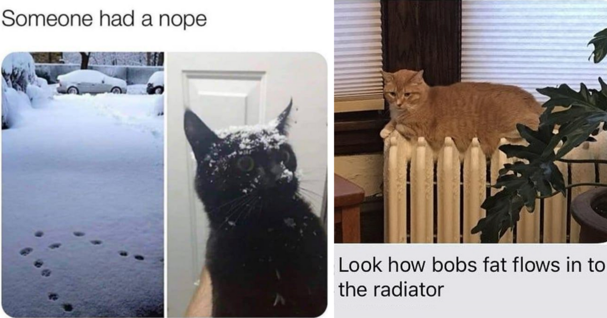 24 Cold Weather Cat Memes to Unwrap Ubrrrlievably Silly and Purrfectly ...