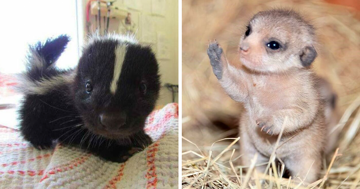 30 Itty Bitty Cute Baby Animals To Bring A Smile To Your Face - Animal ...