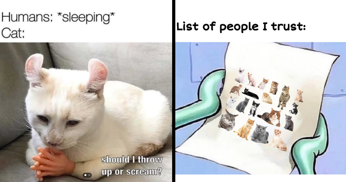 Memebase - animal memes - Page 2 - All Your Memes In Our Base - Funny ...