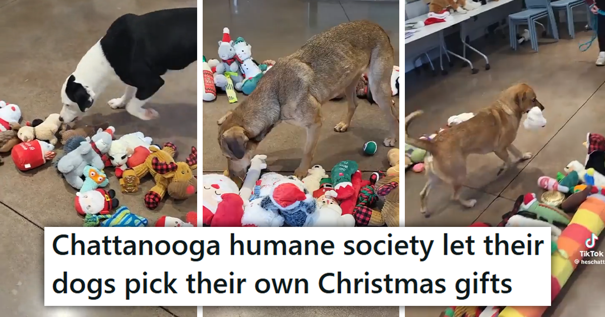 To Unleash Some Fabulous Festive Fun, Shelter Lets Dogs Pick Their Own ...