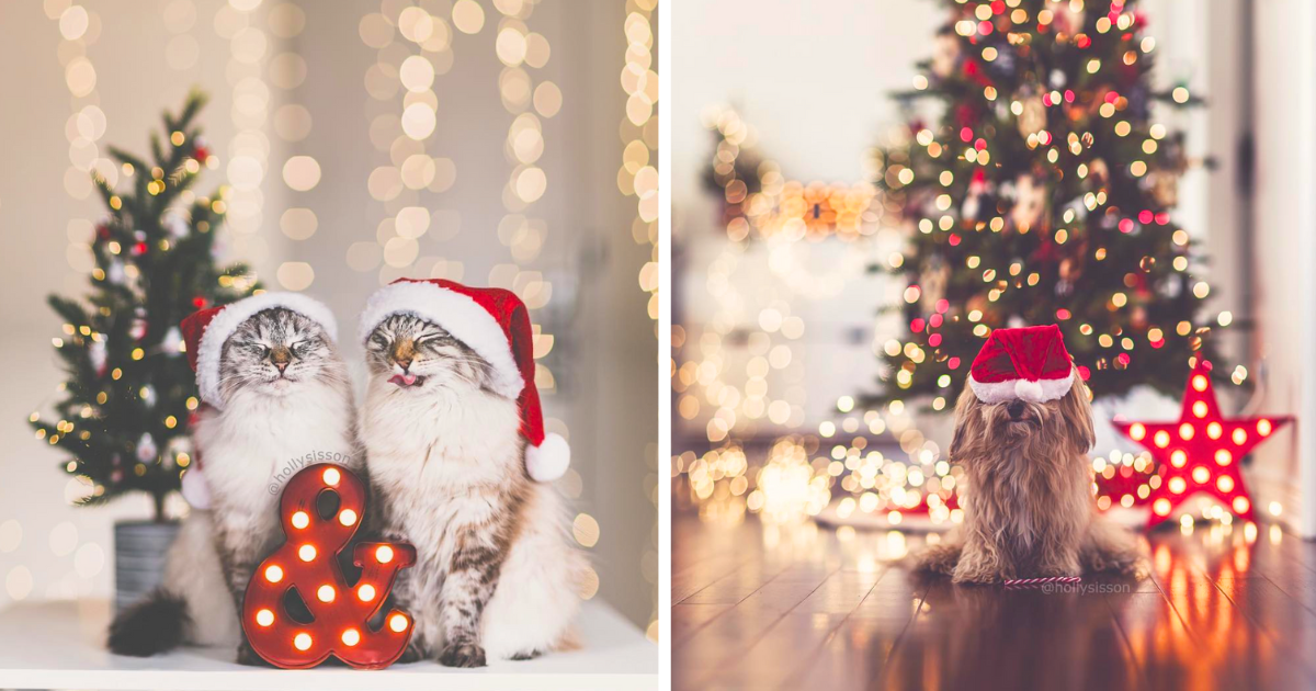 21 Pawsitively Wholesome Festive Fuzzy Family Photos to Wrap Up Your ...