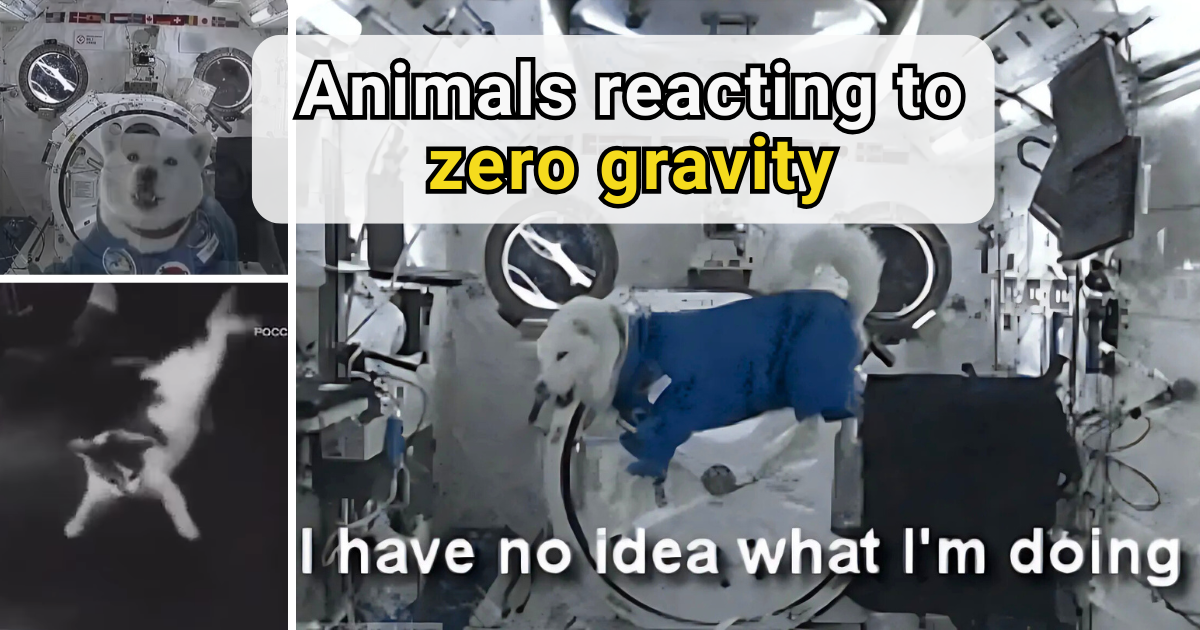 Fascinating Video Shows How Different Animals React to Zero Gravity ...